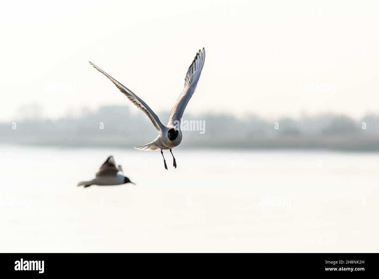 2 seagulls in flight above the river Stock Photo - Alamy