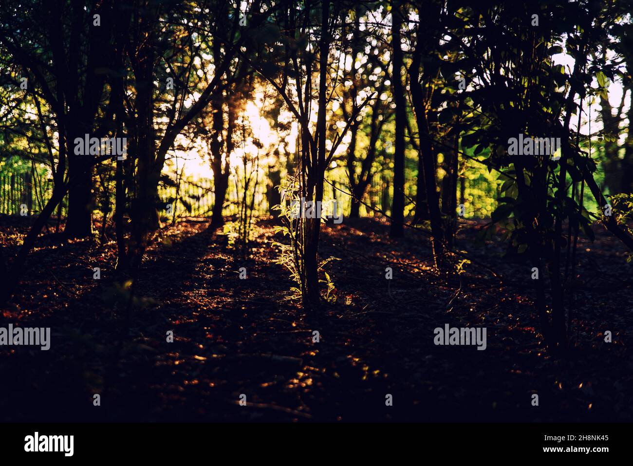 Sunlight peeking through hi-res stock photography and images - Alamy