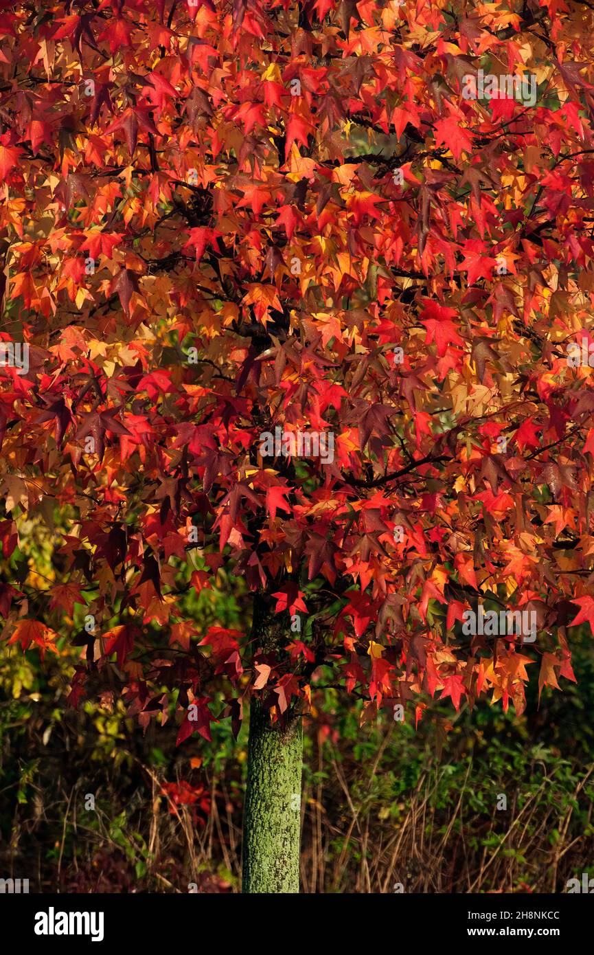 American sweetgum tree hi-res stock photography and images - Alamy