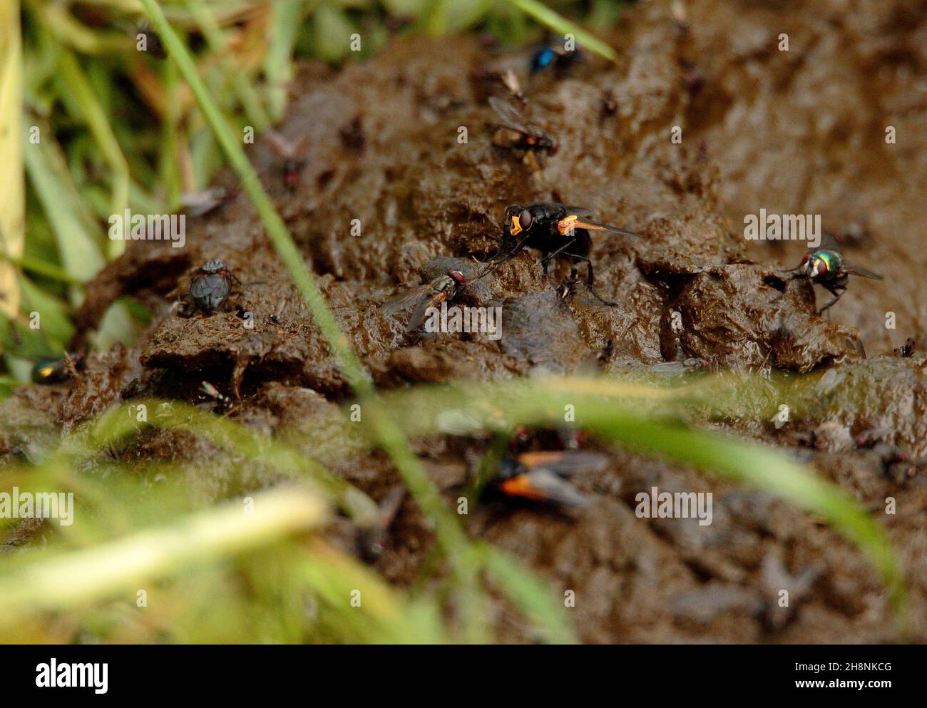 Flies on cow dung Stock Photo - Alamy