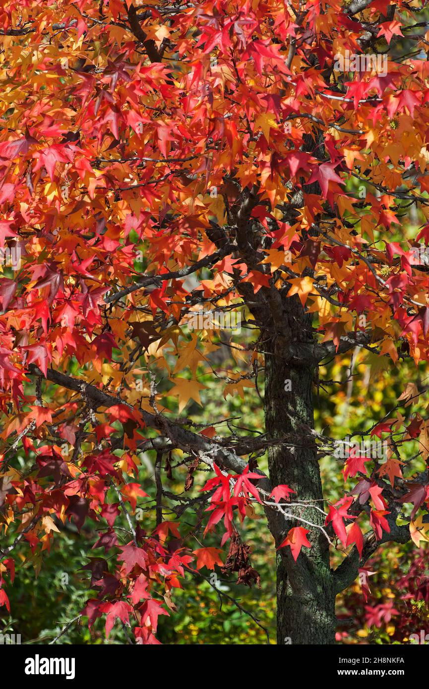 Liquidambar native hi-res stock photography and images - Alamy