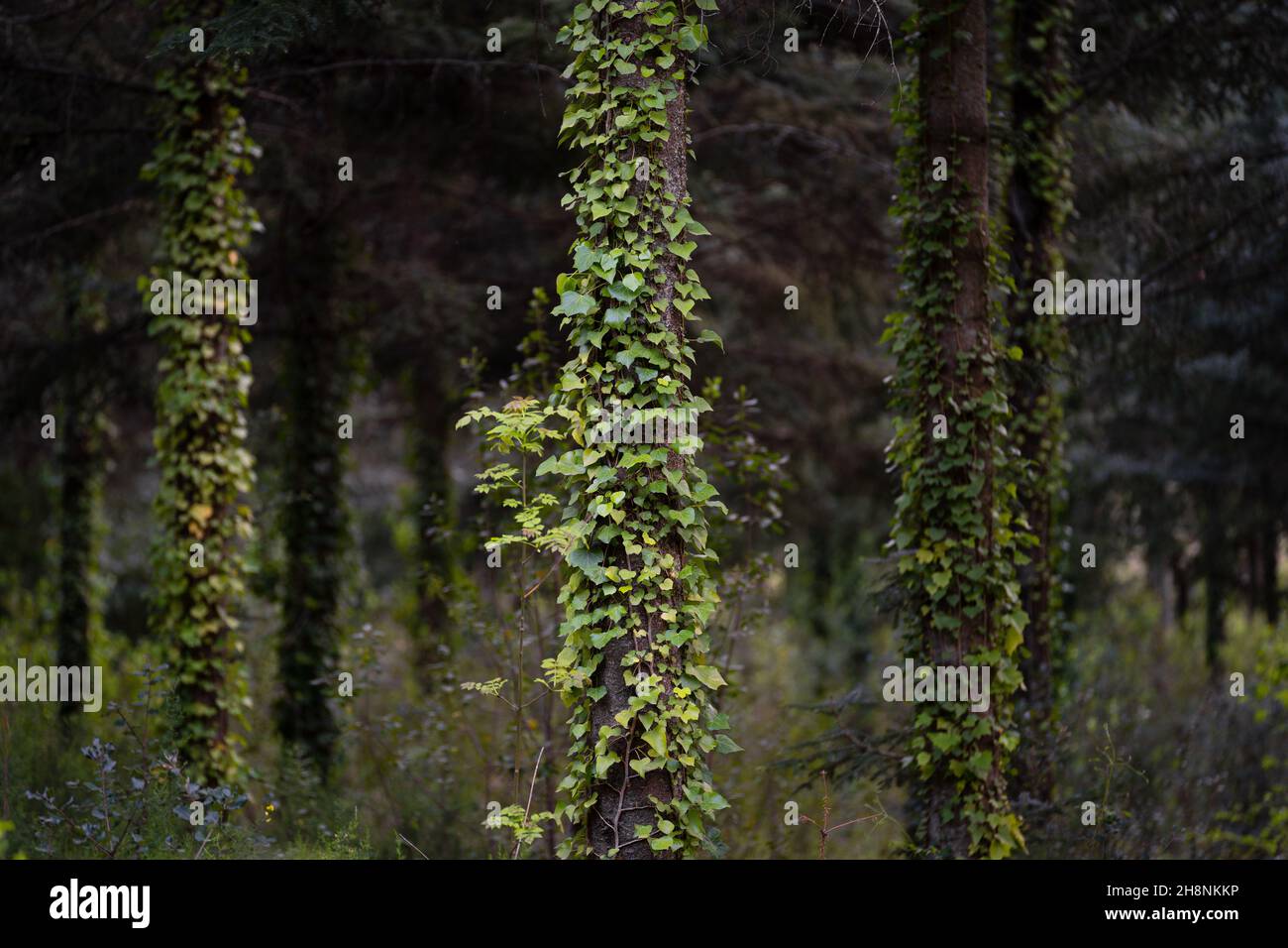 The mignonette tree hi-res stock photography and images - Alamy
