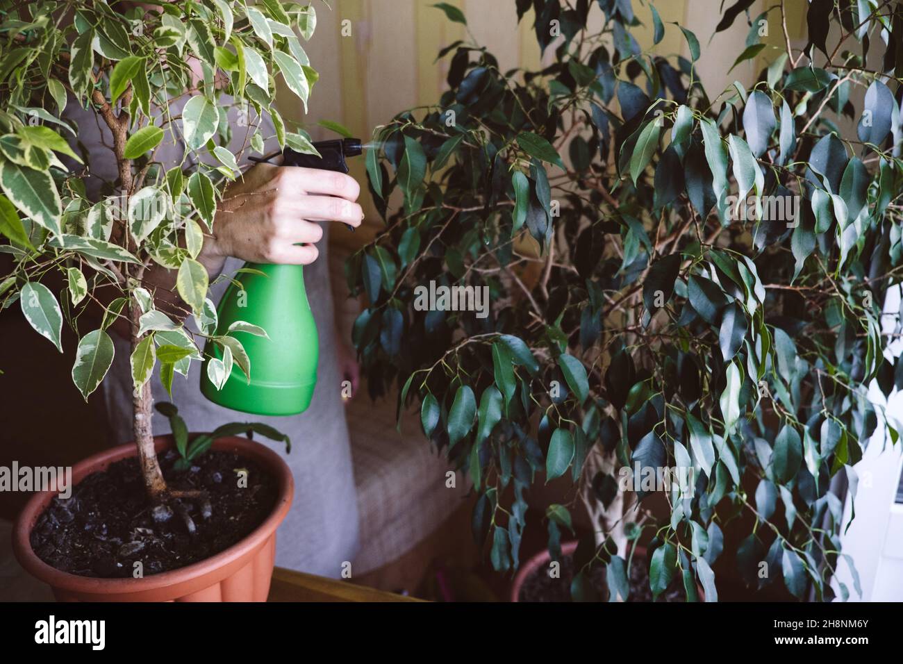 Spring Houseplant Care, Waking Up Indoor Plants for Spring. Female ...