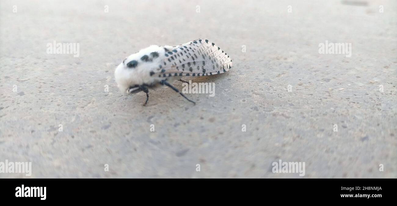 Close-up shot of a white bug with black spots on the ground Stock Photo ...
