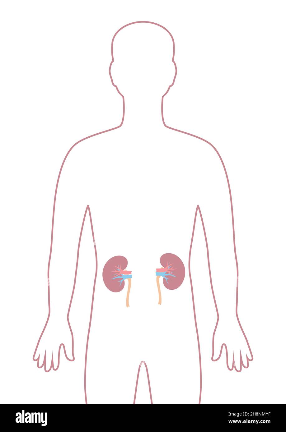Illustration with kidneys internal organ. Human body anatomy. Health ...
