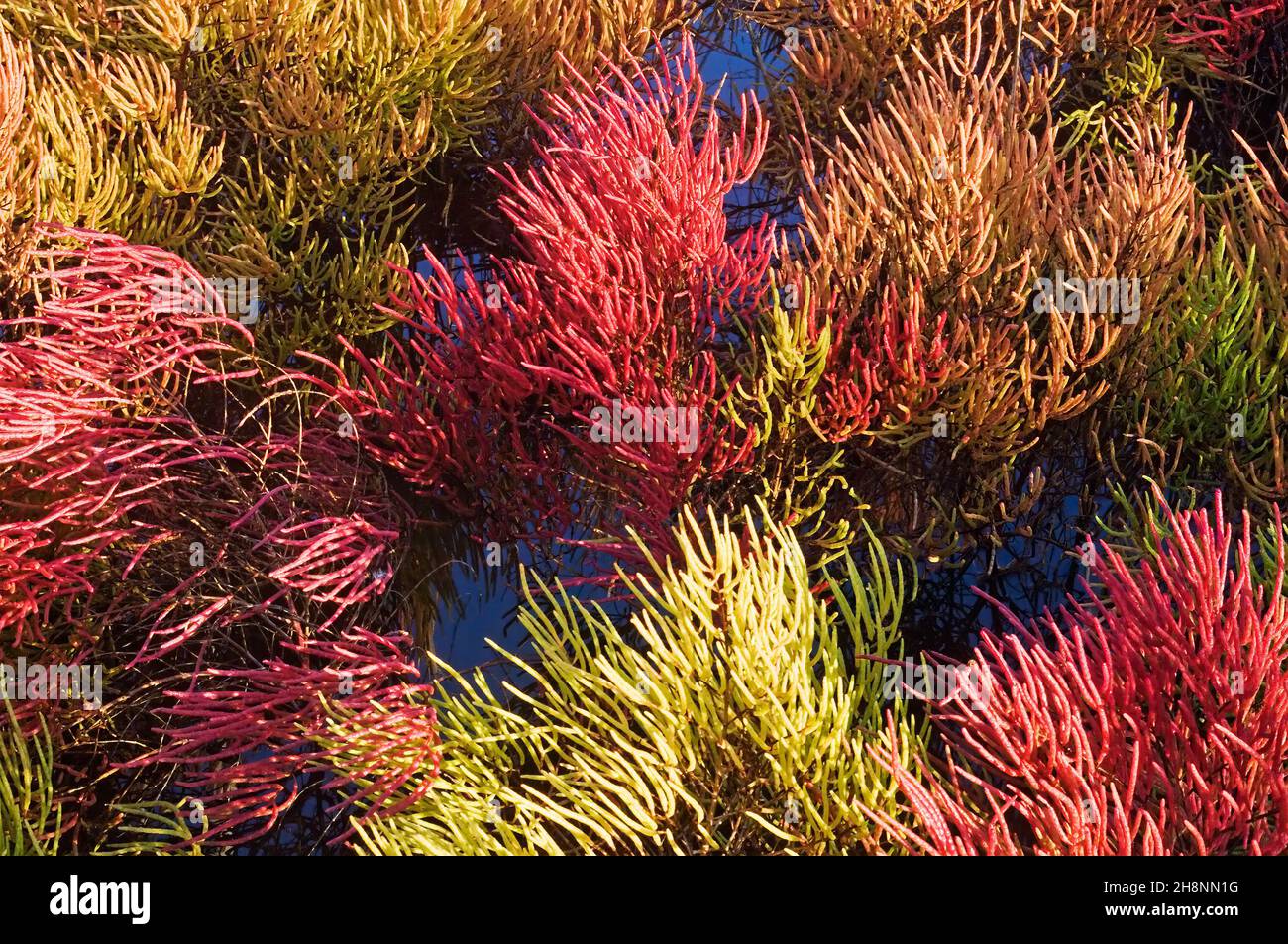Marsh plants hi-res stock photography and images - Alamy