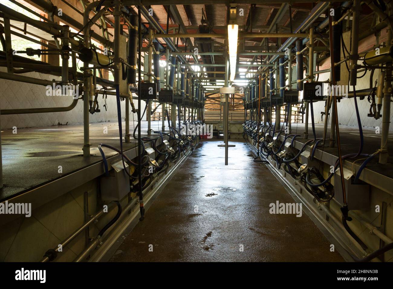 Automated milking line Stock Photo - Alamy