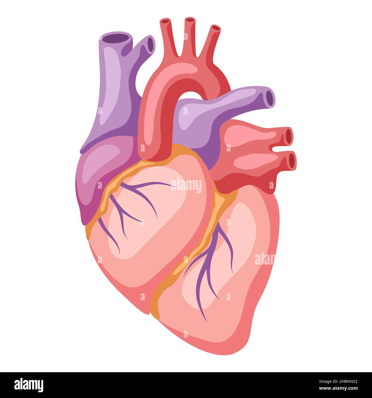 Realistic Heart Real Internal Organ Anatomical Vector Image, 48% OFF