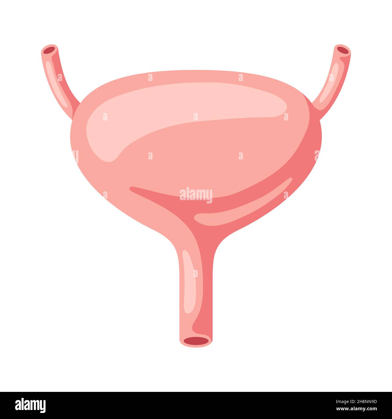 Illustration of bladder internal organ. Human body anatomy. Health care ...