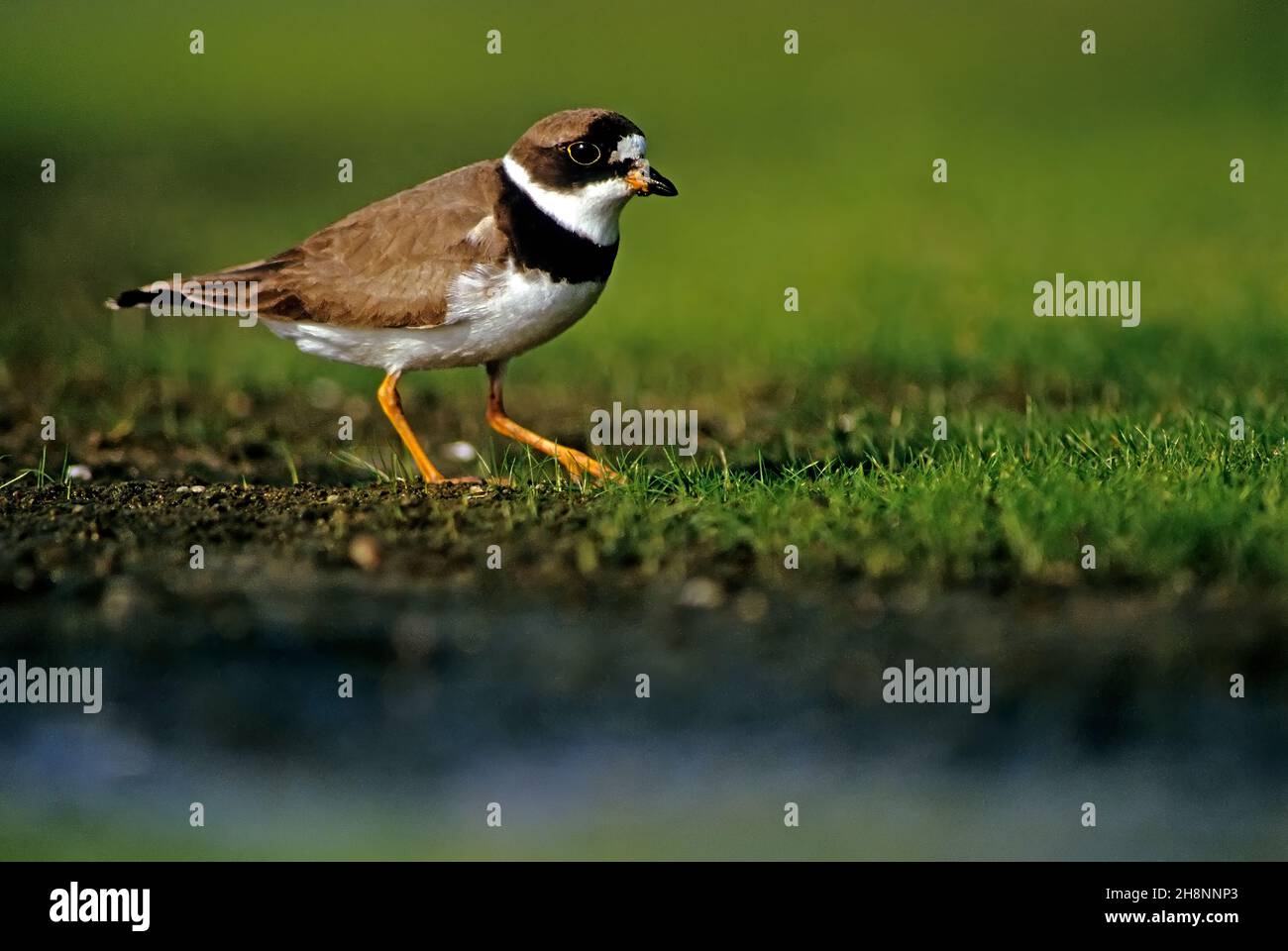 Jamaica bay salt marsh hi-res stock photography and images - Alamy