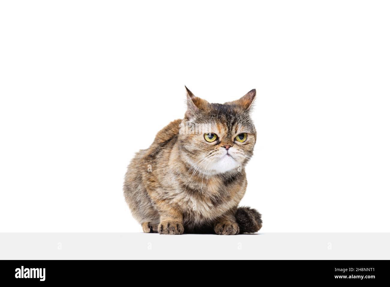 One beautiful fluffy purebred cat, pet posing isolated on white studio ...