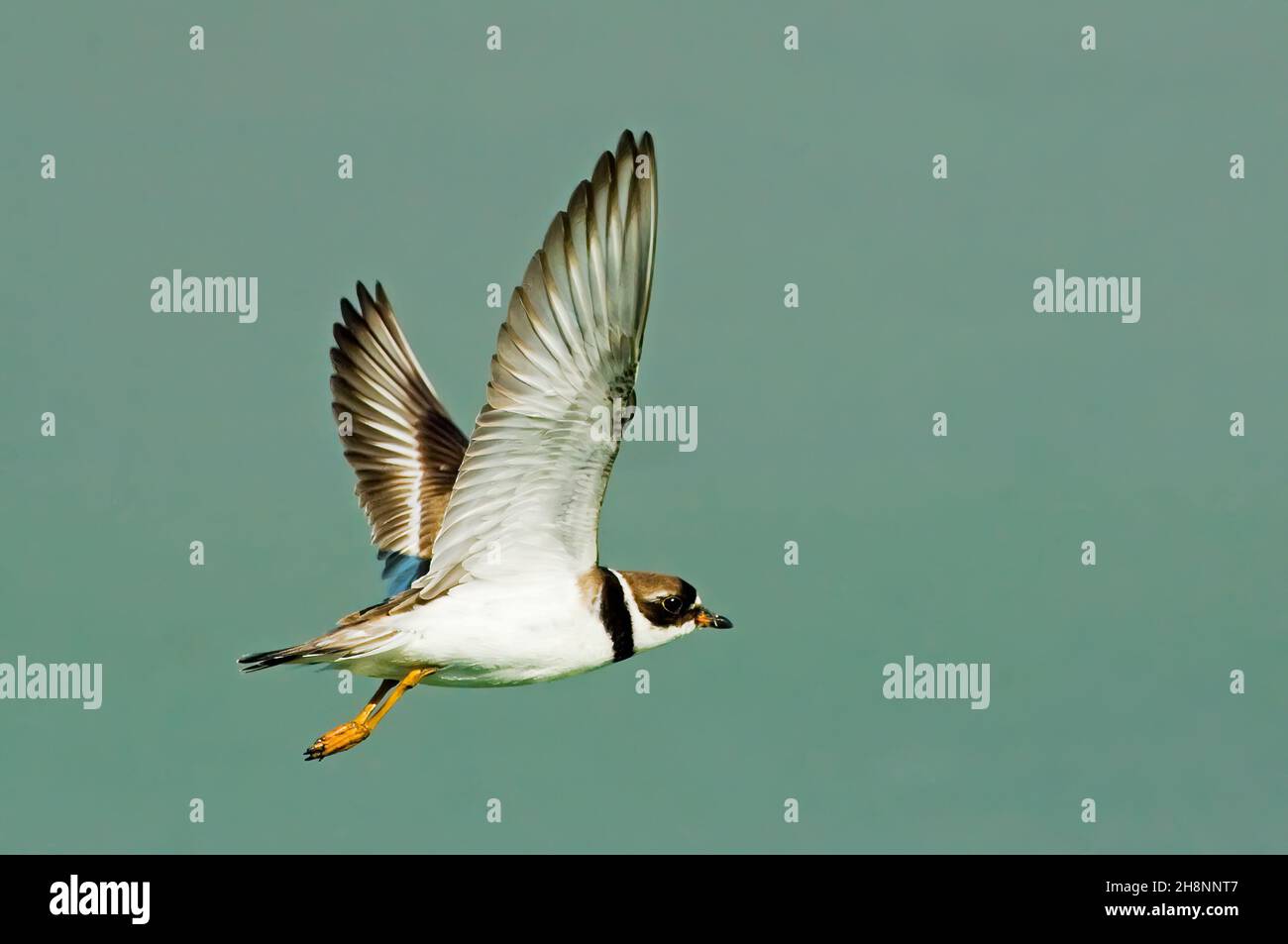 Plovers in flight hi-res stock photography and images - Alamy