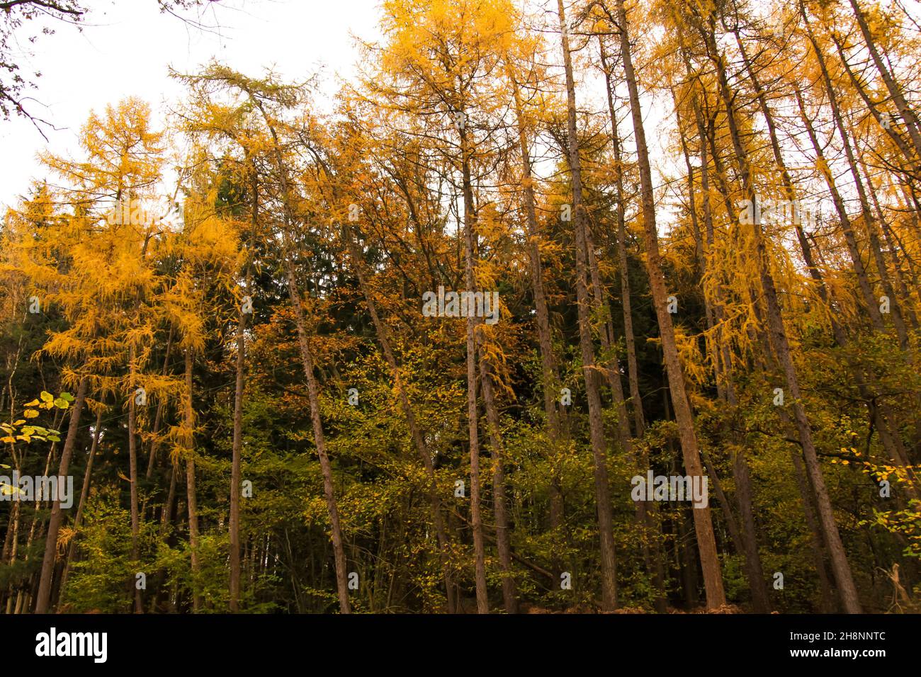 The Crown Estate, Prince's Coverts Oxshott ancient woodland, Surrey ...
