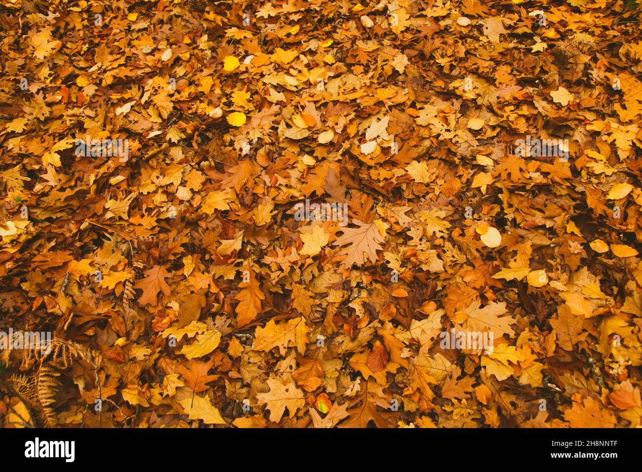 Oxshott woods hi-res stock photography and images - Alamy