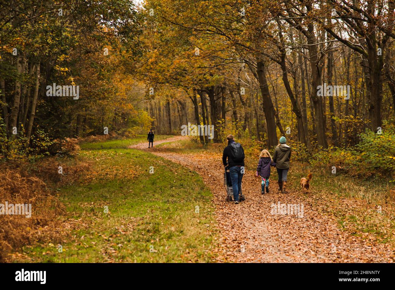 Family walking in woods, Prince's Coverts Oxshott ancient woodland ...