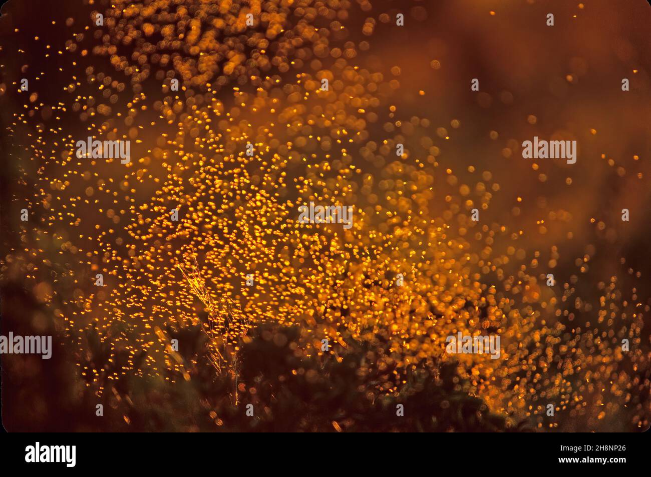 Swarming insects hi-res stock photography and images - Alamy