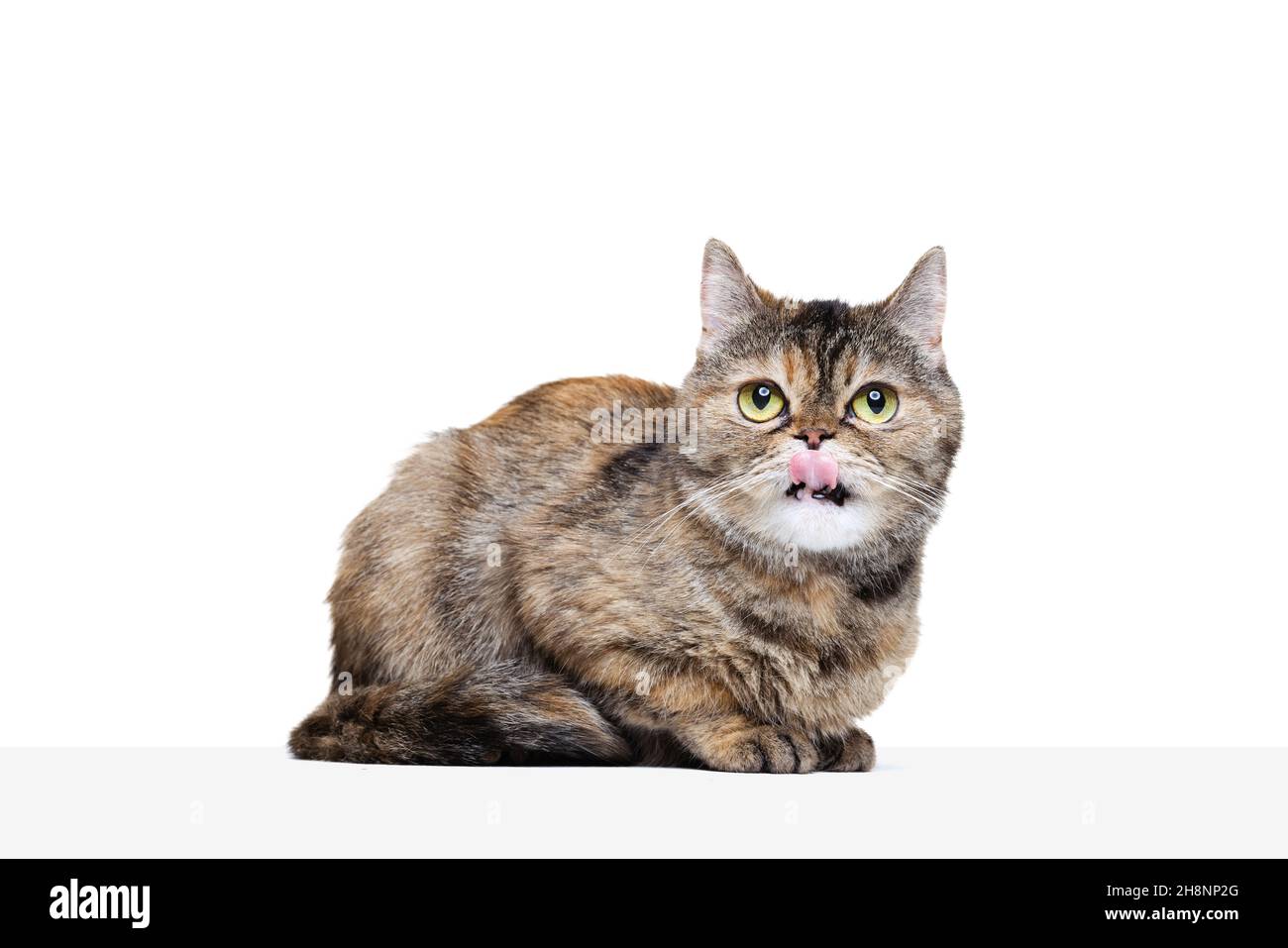 Studio shot of beautiful cute cat, pet posing isolated on white studio ...