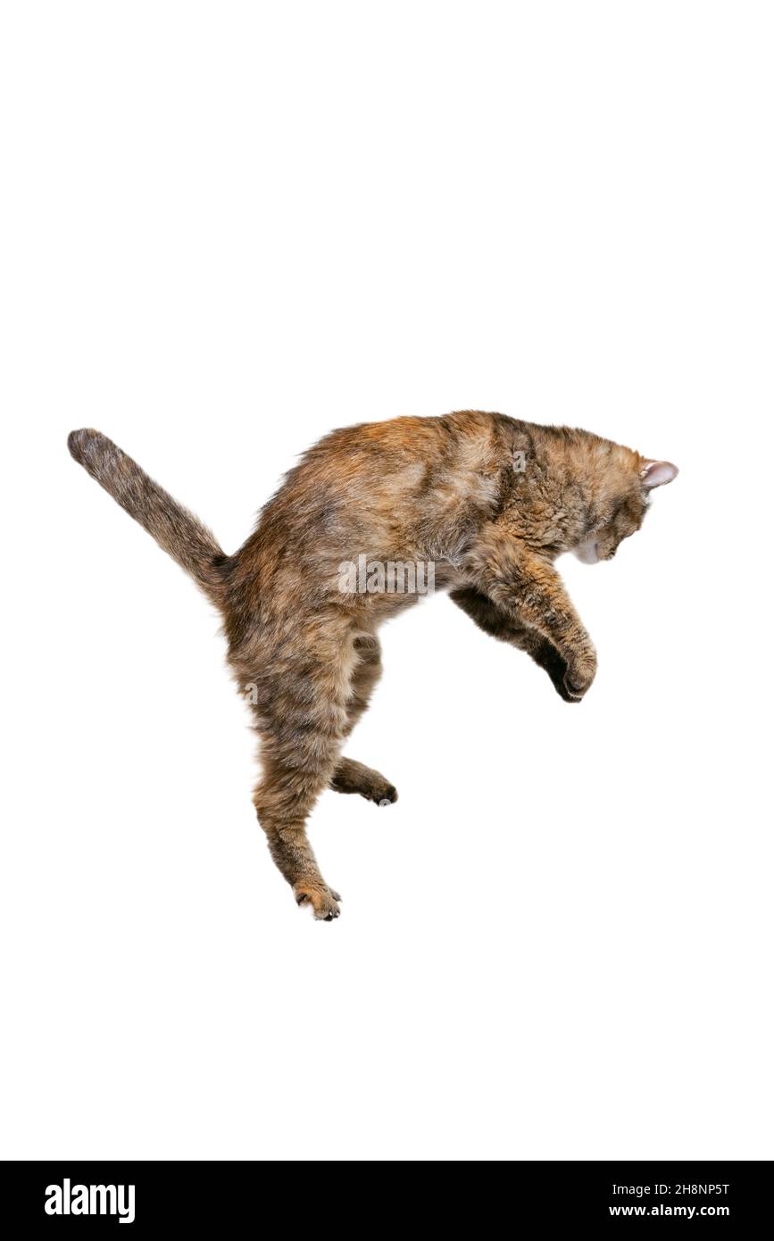 Studio shot of beautiful cute cat, pet jumping isolated on white studio ...