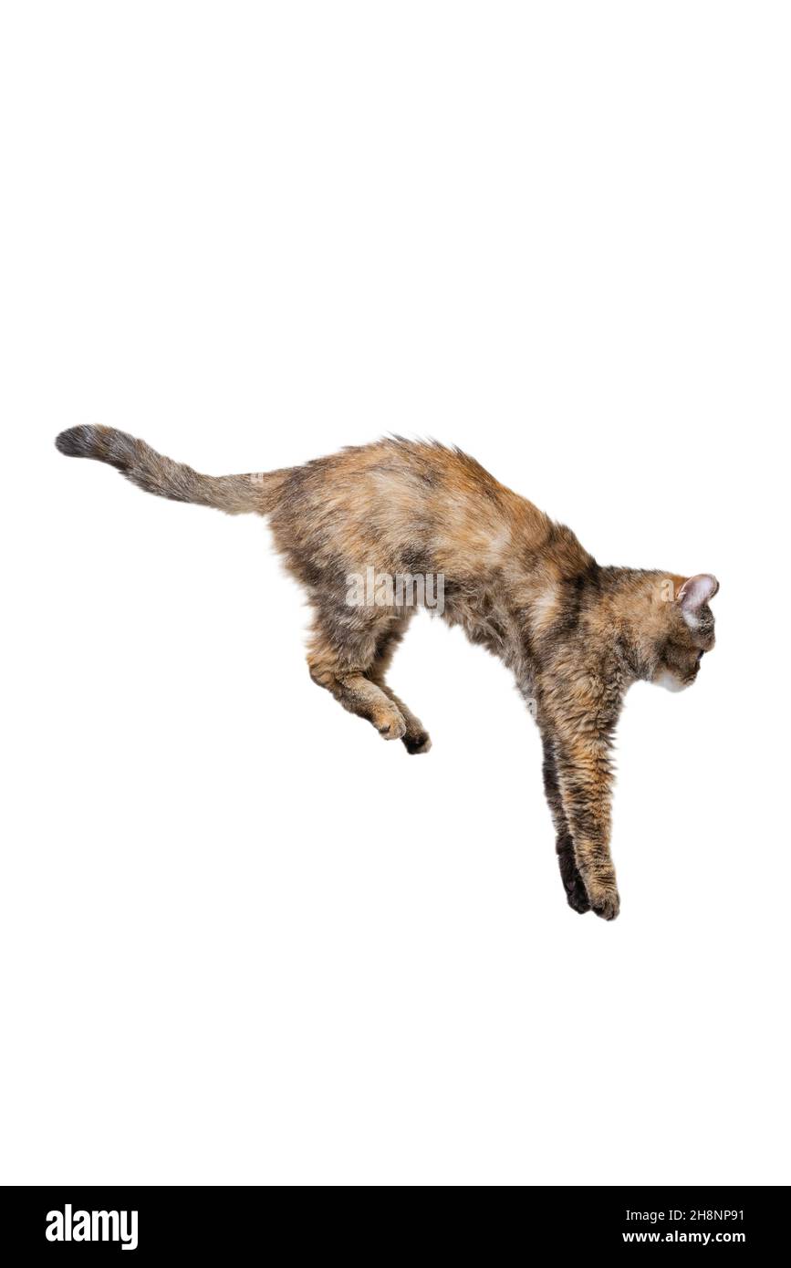 Studio shot of beautiful cute cat, pet jumping isolated on white studio ...