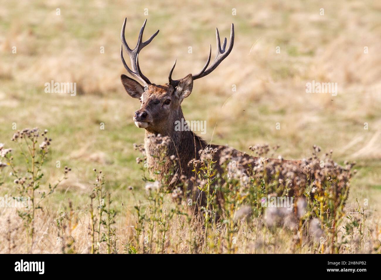 Red deer stag england hi-res stock photography and images - Alamy
