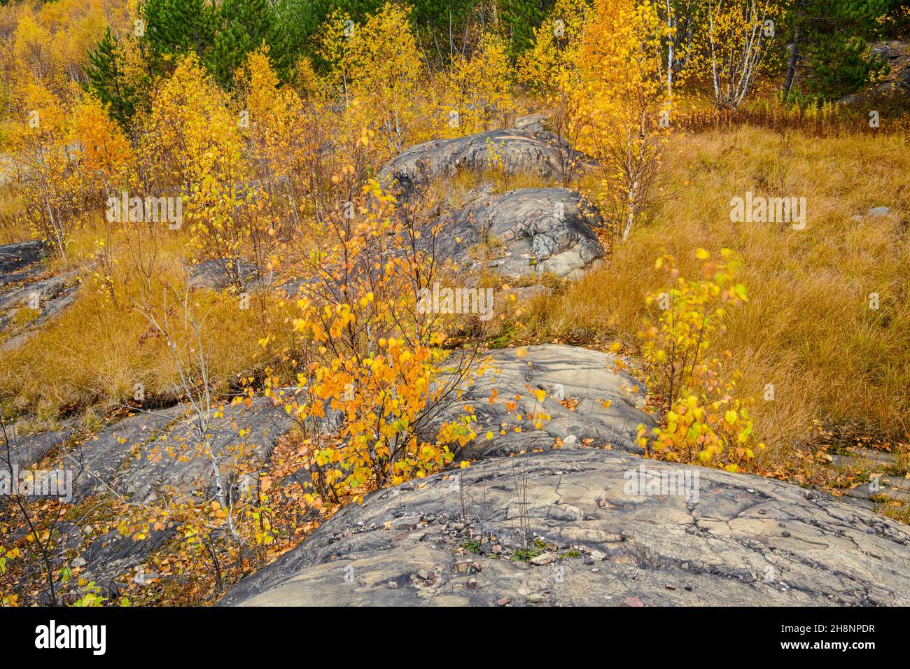 Evidence of revegetation project on exposed rocks along Gibson Road ...