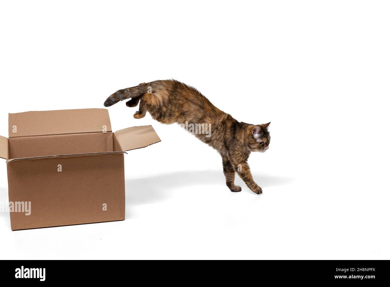Cat jumps hi-res stock photography and images - Alamy