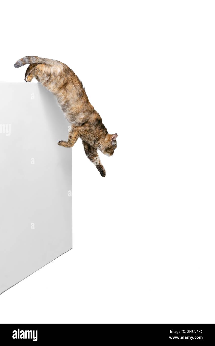 One beautiful fluffy purebred cat, pet jumps off a large box isolated ...
