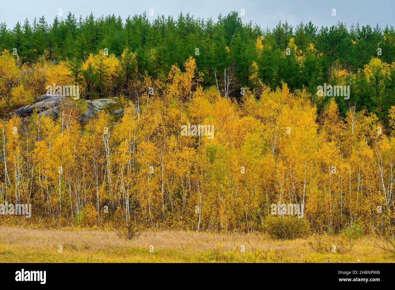 Biodiversity in the Sudbury Basin- Pine trees and deciduous trees in ...