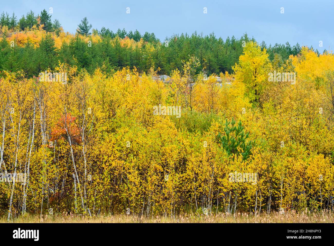 Biodiversity in the Sudbury Basin- Pine trees and deciduous trees in ...
