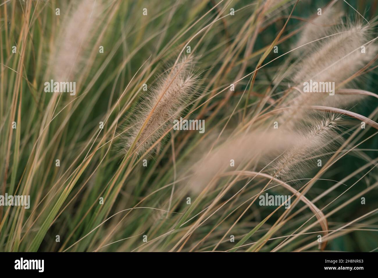 Natural background from soft fluffy plants Miscanthus sinensis Stock ...