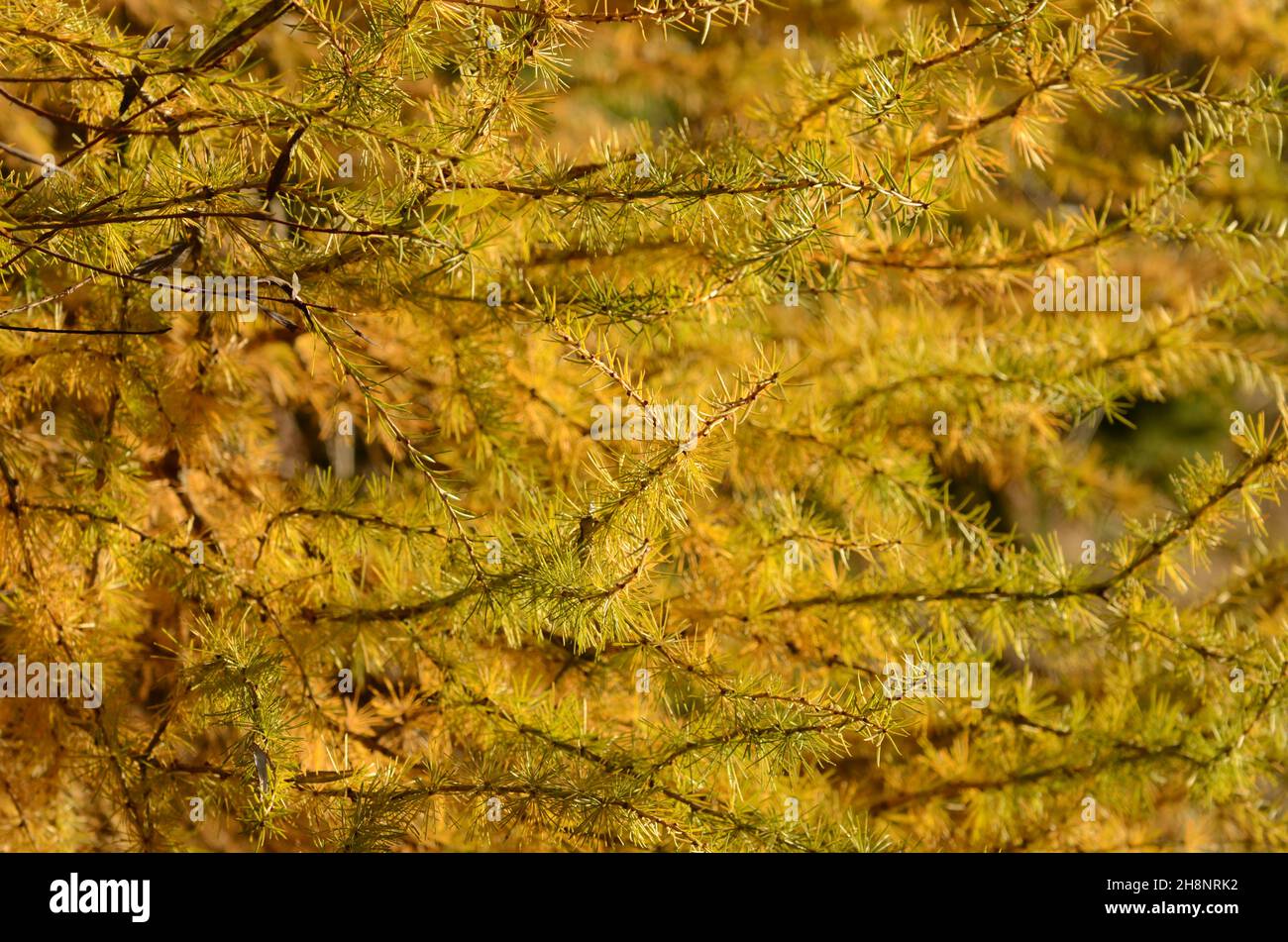 Larch deciduous for autumn, wood, tree, larch, quality wood, wood ...