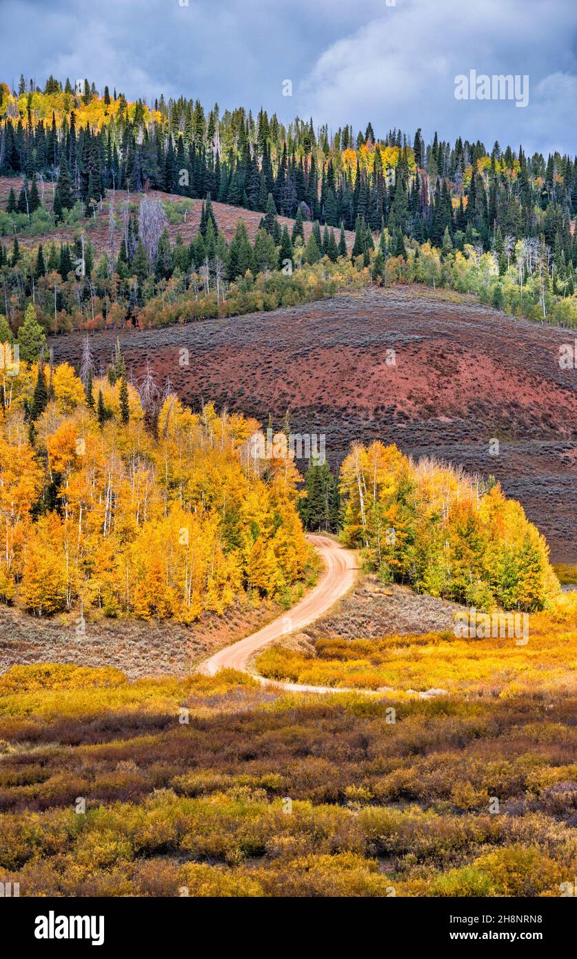 Salix forest hi-res stock photography and images - Alamy