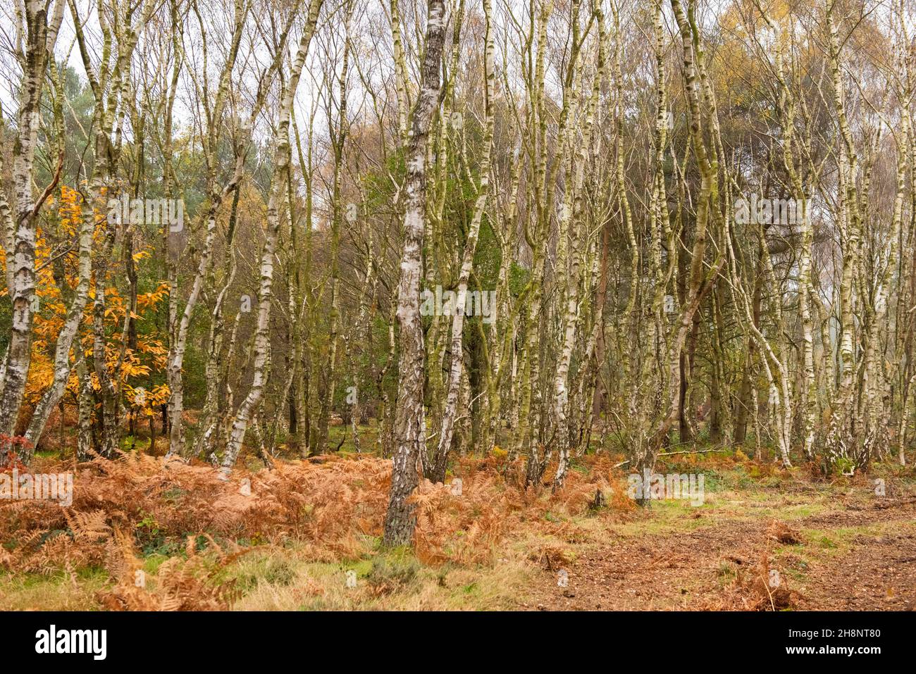 Budby south forest hi-res stock photography and images - Alamy
