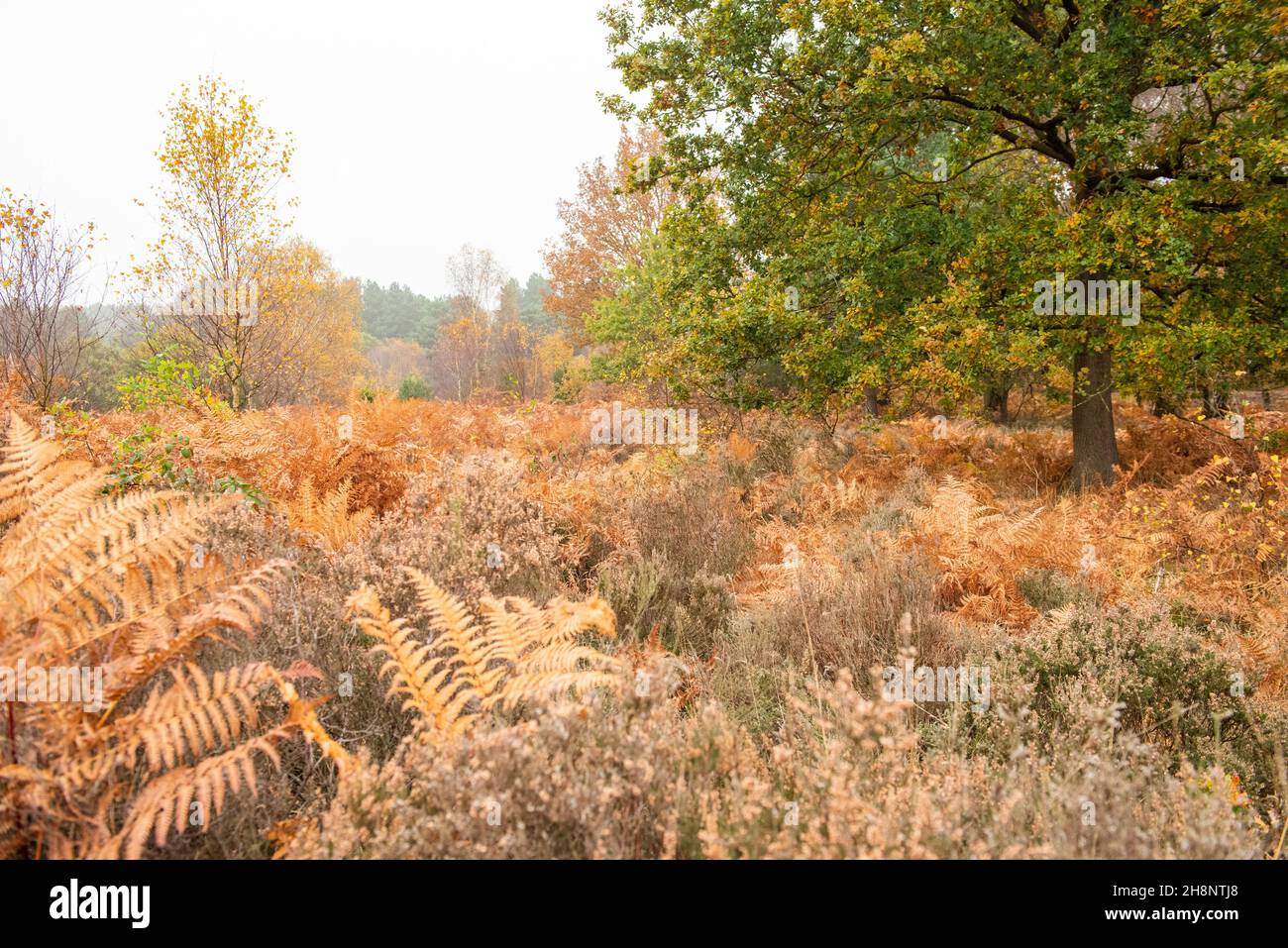 Budby south forest hi-res stock photography and images - Alamy