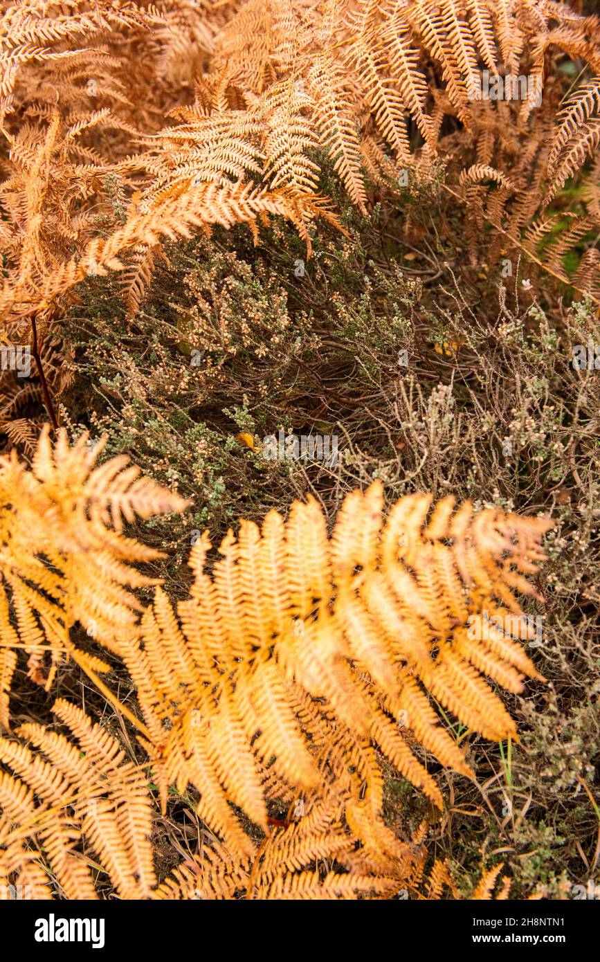 Budby south forest hi-res stock photography and images - Alamy