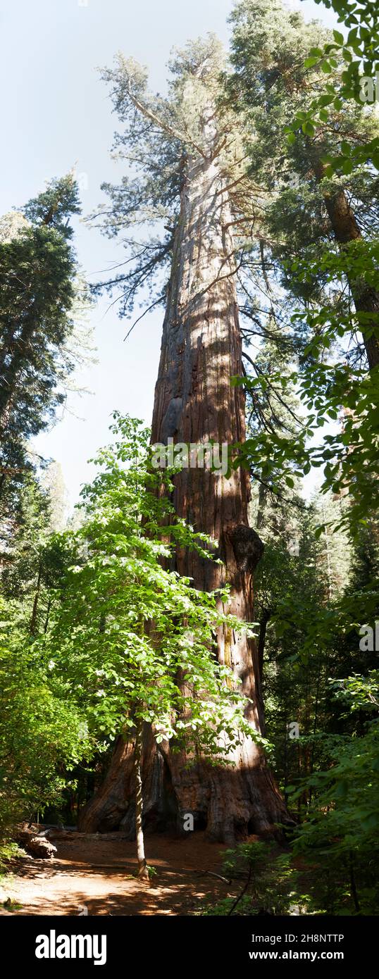 Sequoia waterfall hi-res stock photography and images - Alamy