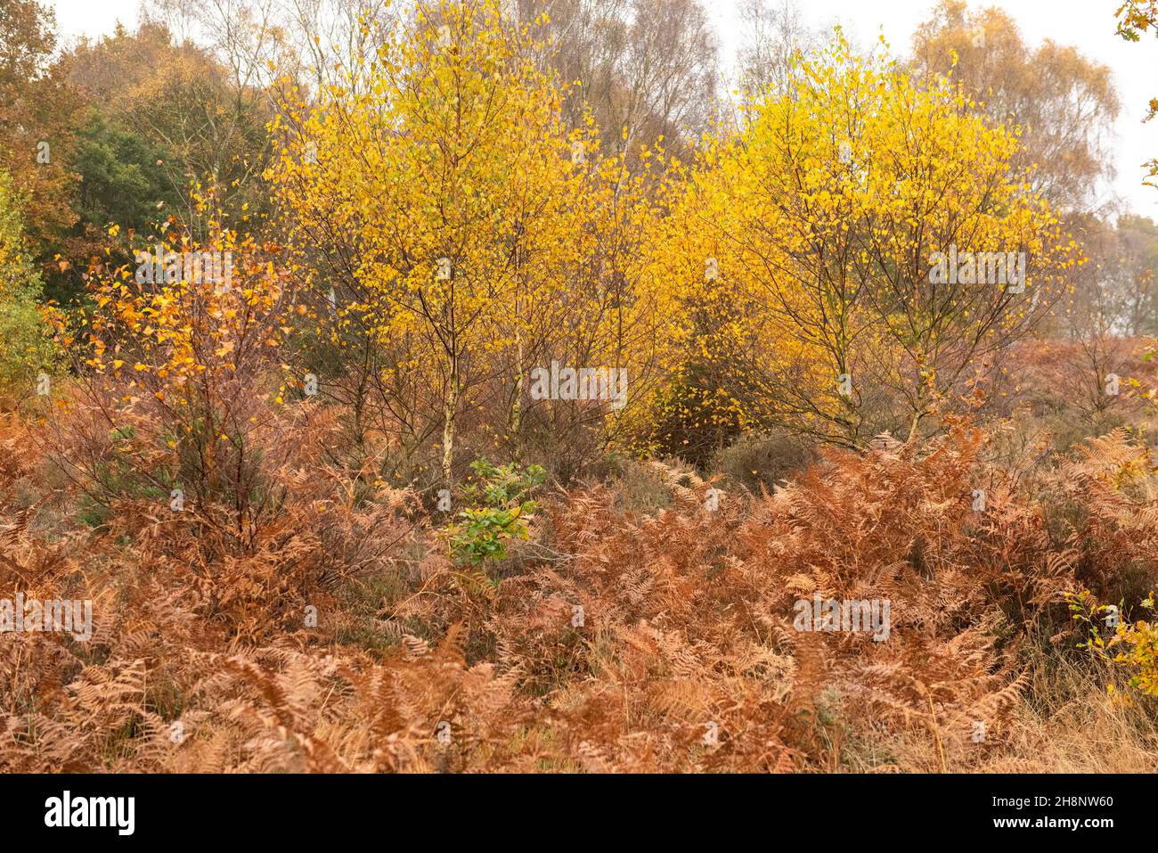 Budby south forest hi-res stock photography and images - Alamy
