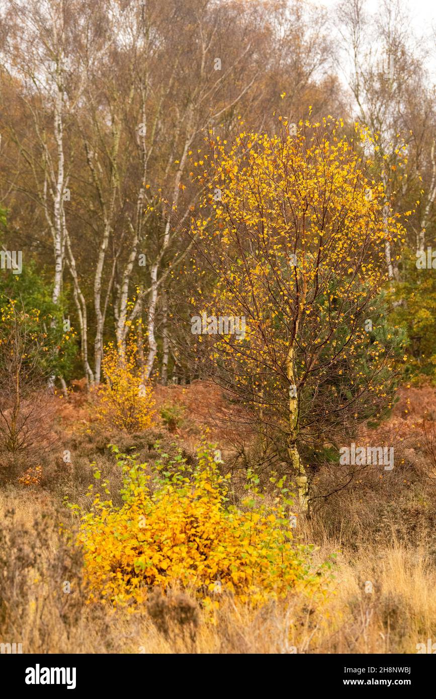Budby south forest hi-res stock photography and images - Alamy