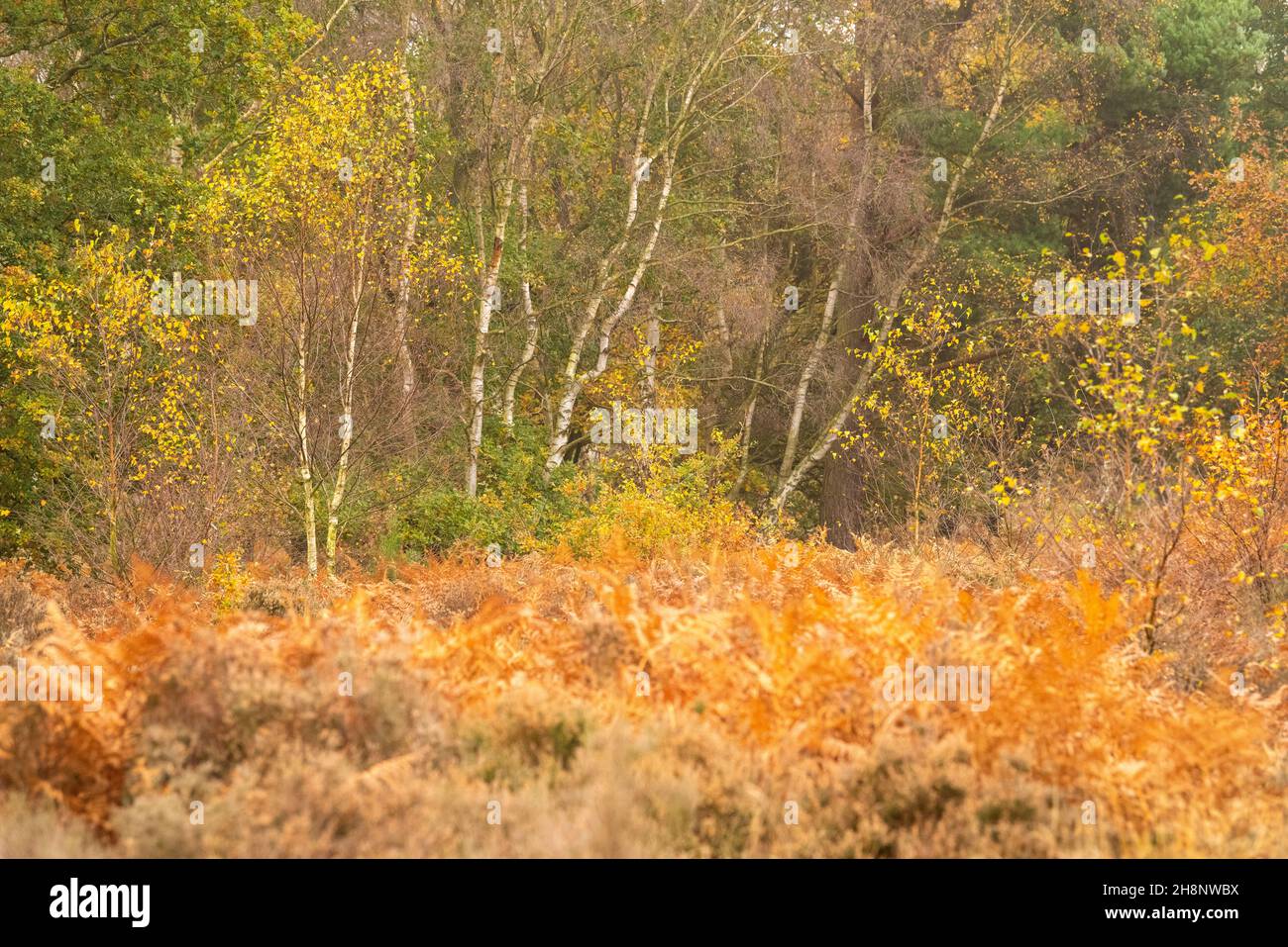 Budby south forest hi-res stock photography and images - Alamy