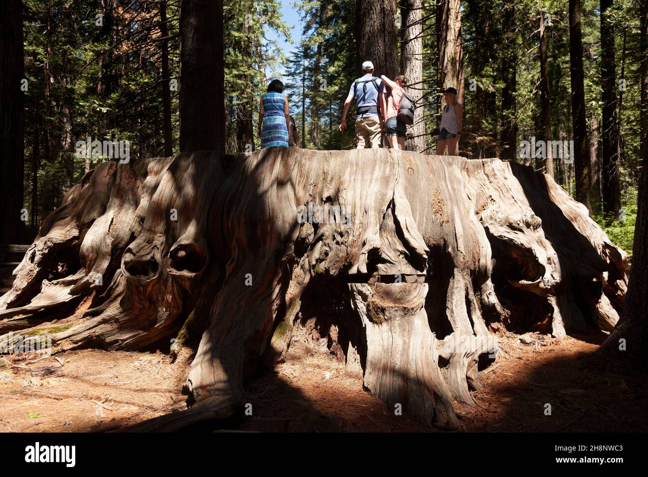 Arnold, USA-June 15, 2017: People above of the giant Sequoia trunk in ...