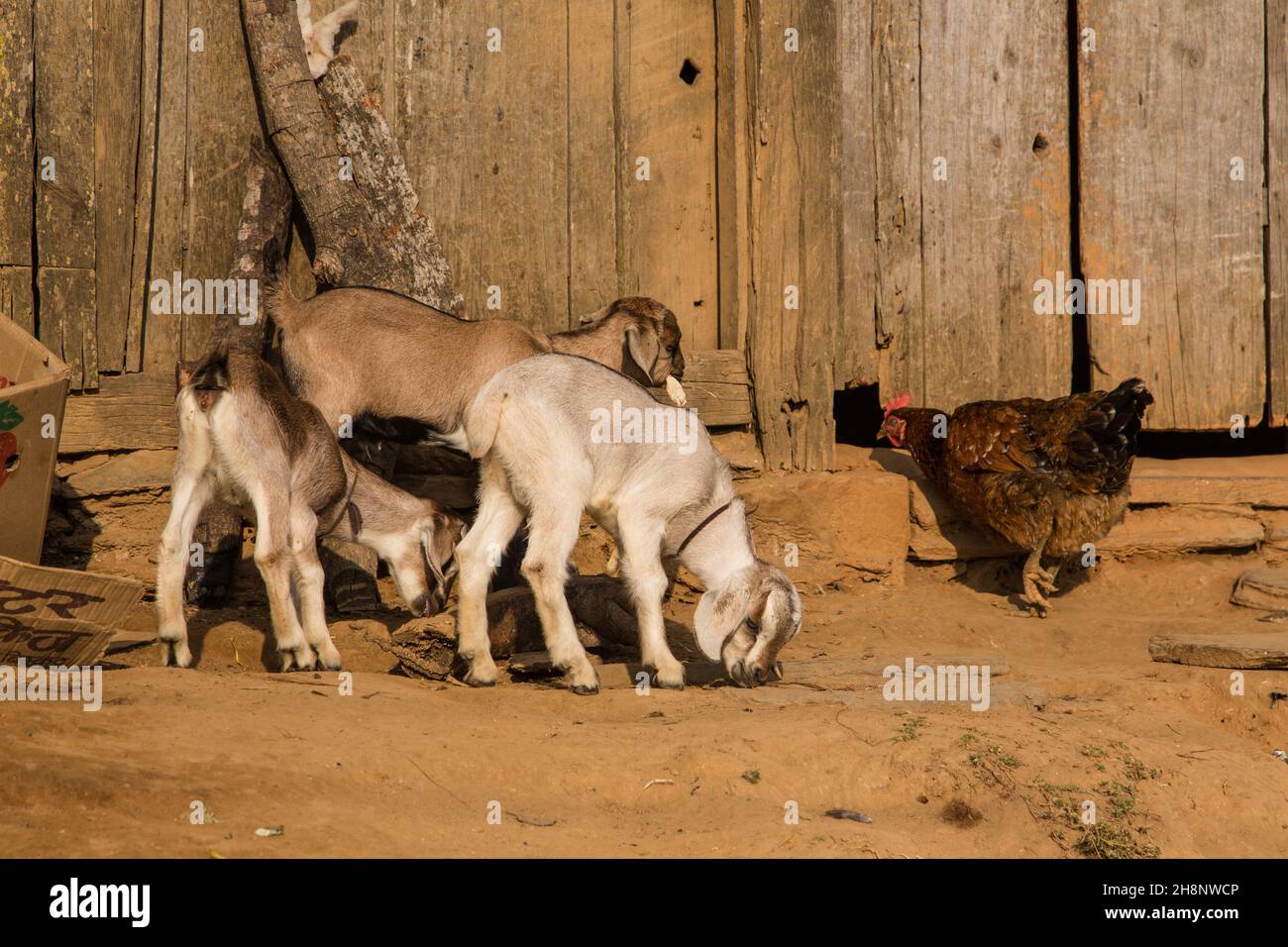 Three young kids, or baby goats, forage for food on a street in the ...