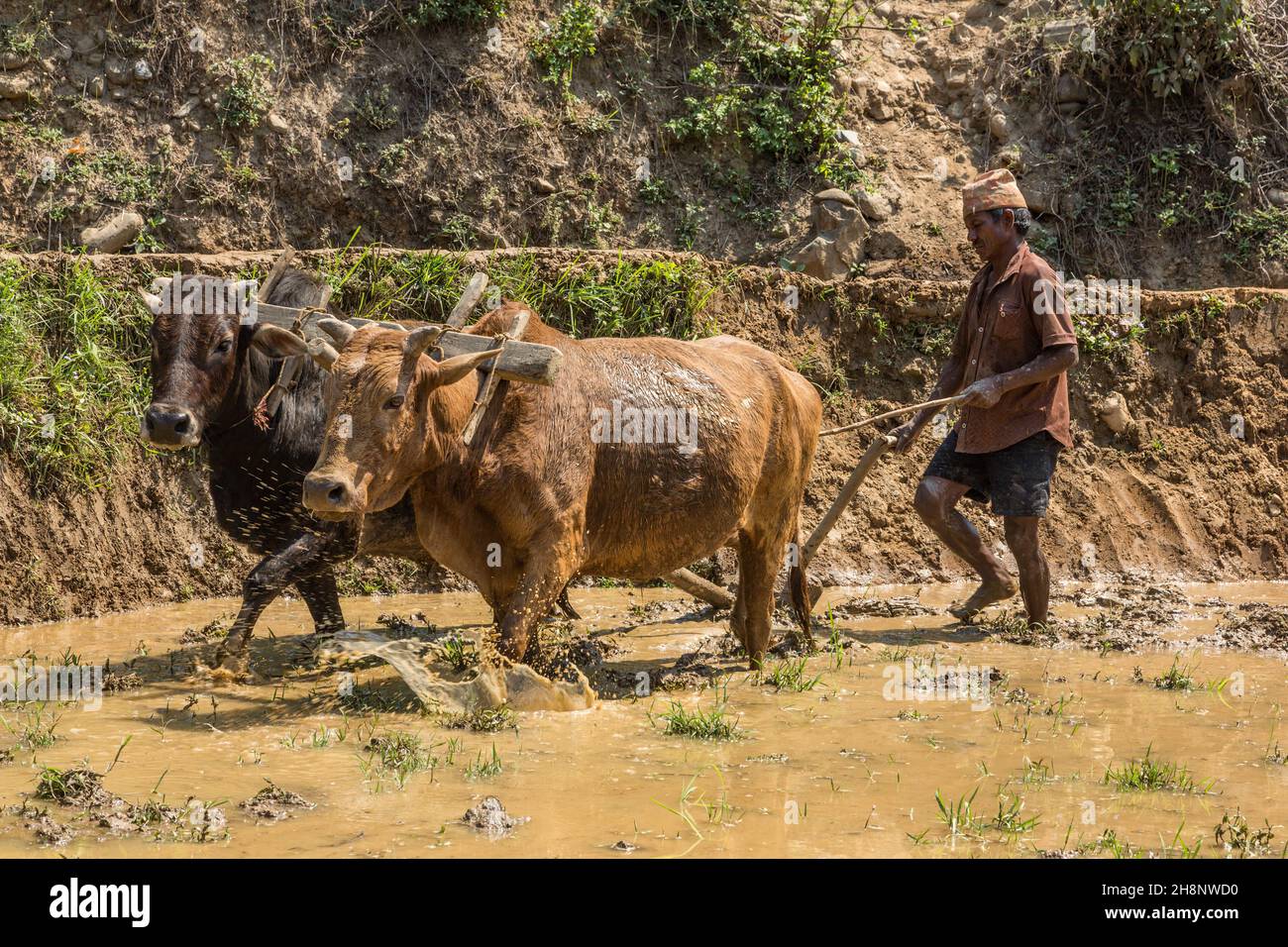 A traditional nepalese hat hi-res stock photography and images - Alamy