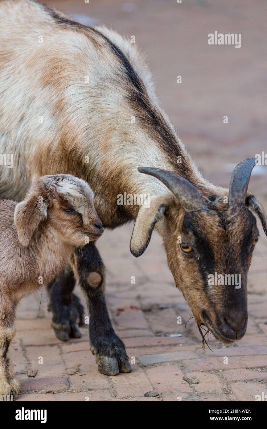 A nanny goat with her baby forages for something to eat on the street ...