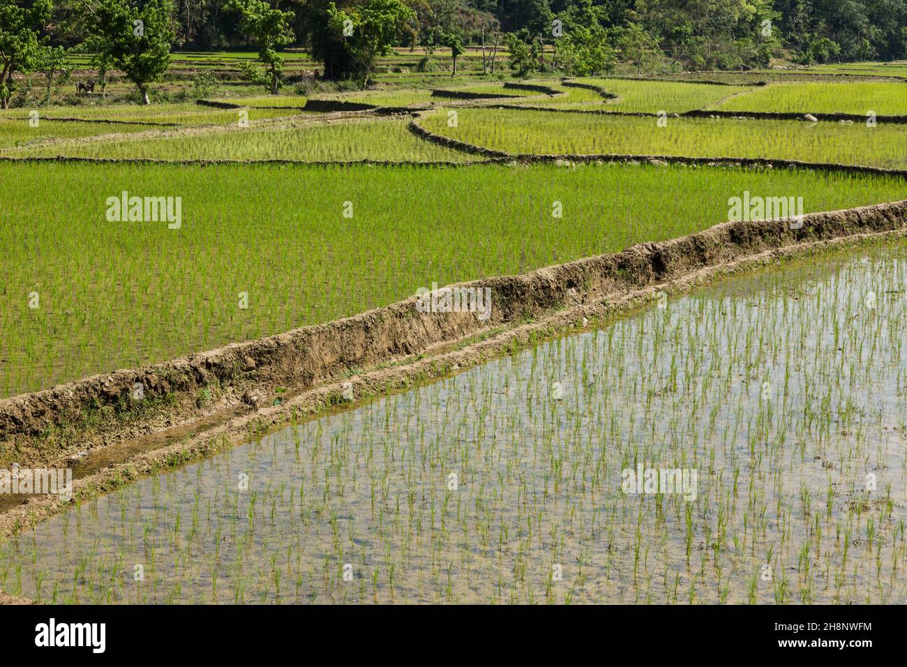 Newly planted rice growing in terraced rice paddies in central Nepal ...