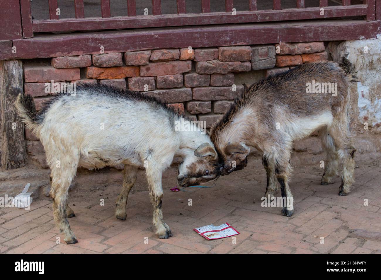 Two immature billy goats engage in head-butting to establish dominance ...