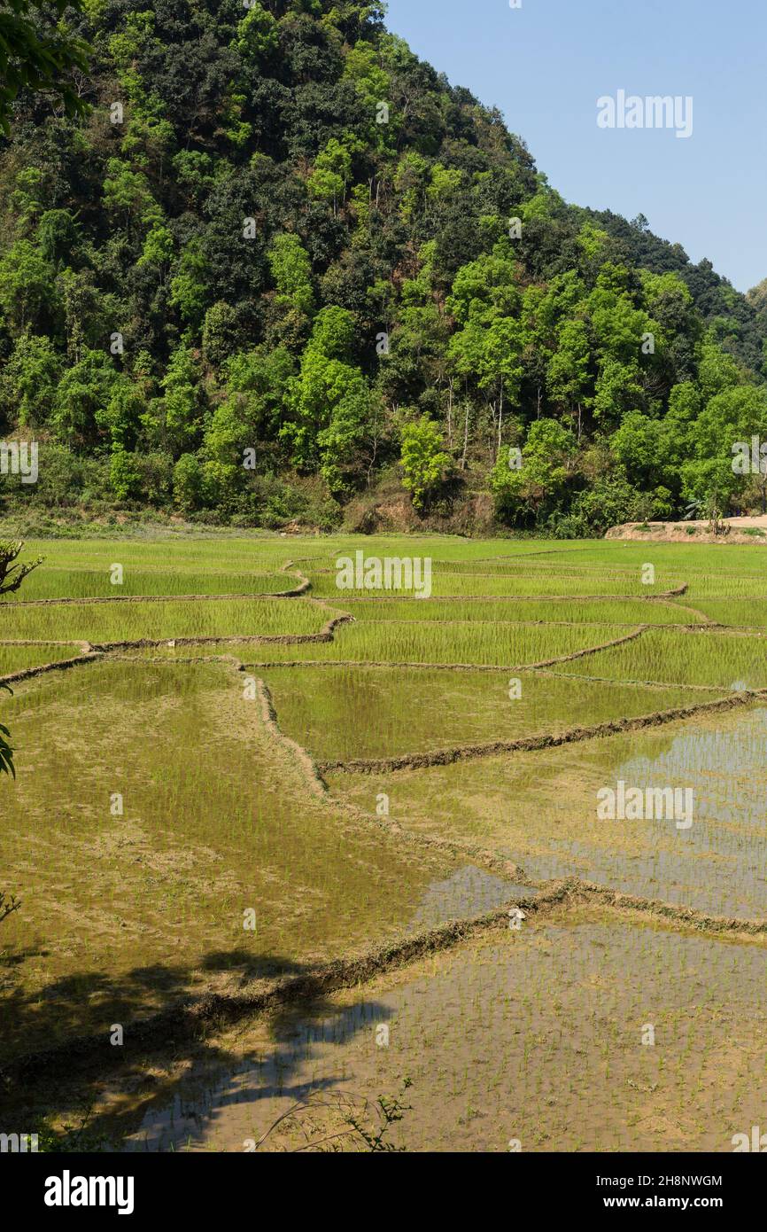 Newly planted rice fields hi-res stock photography and images - Alamy