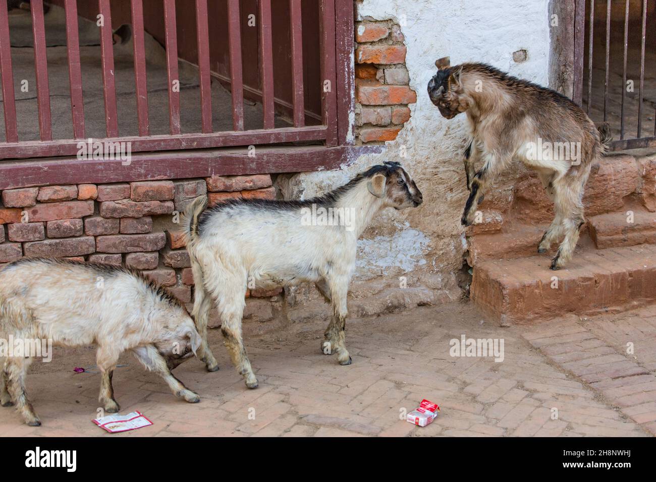 Two immature billy goats engage in head-butting to establish dominance ...