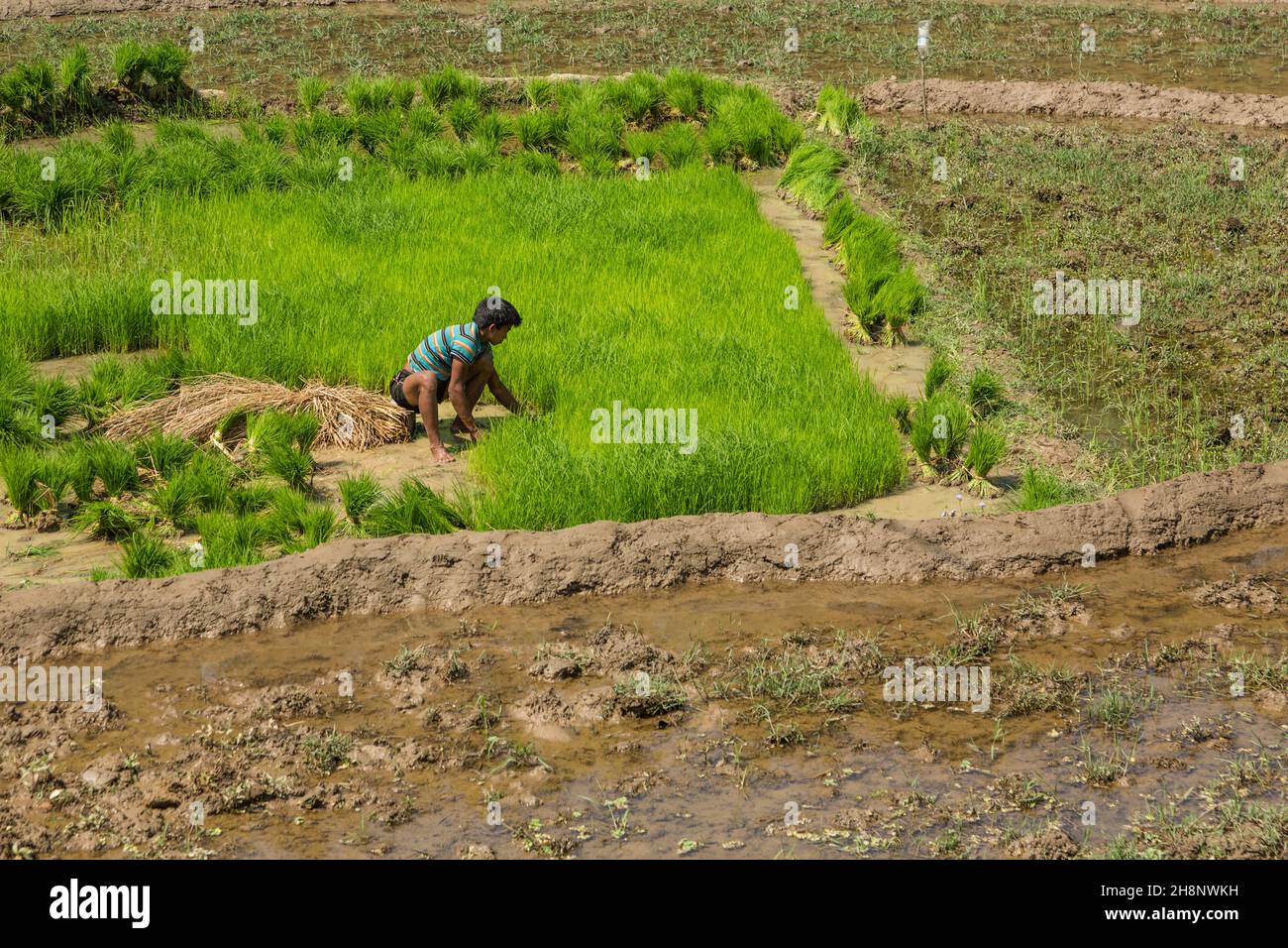 A Nepalese farmer pulling up clumps of rice seedlings for planting in ...