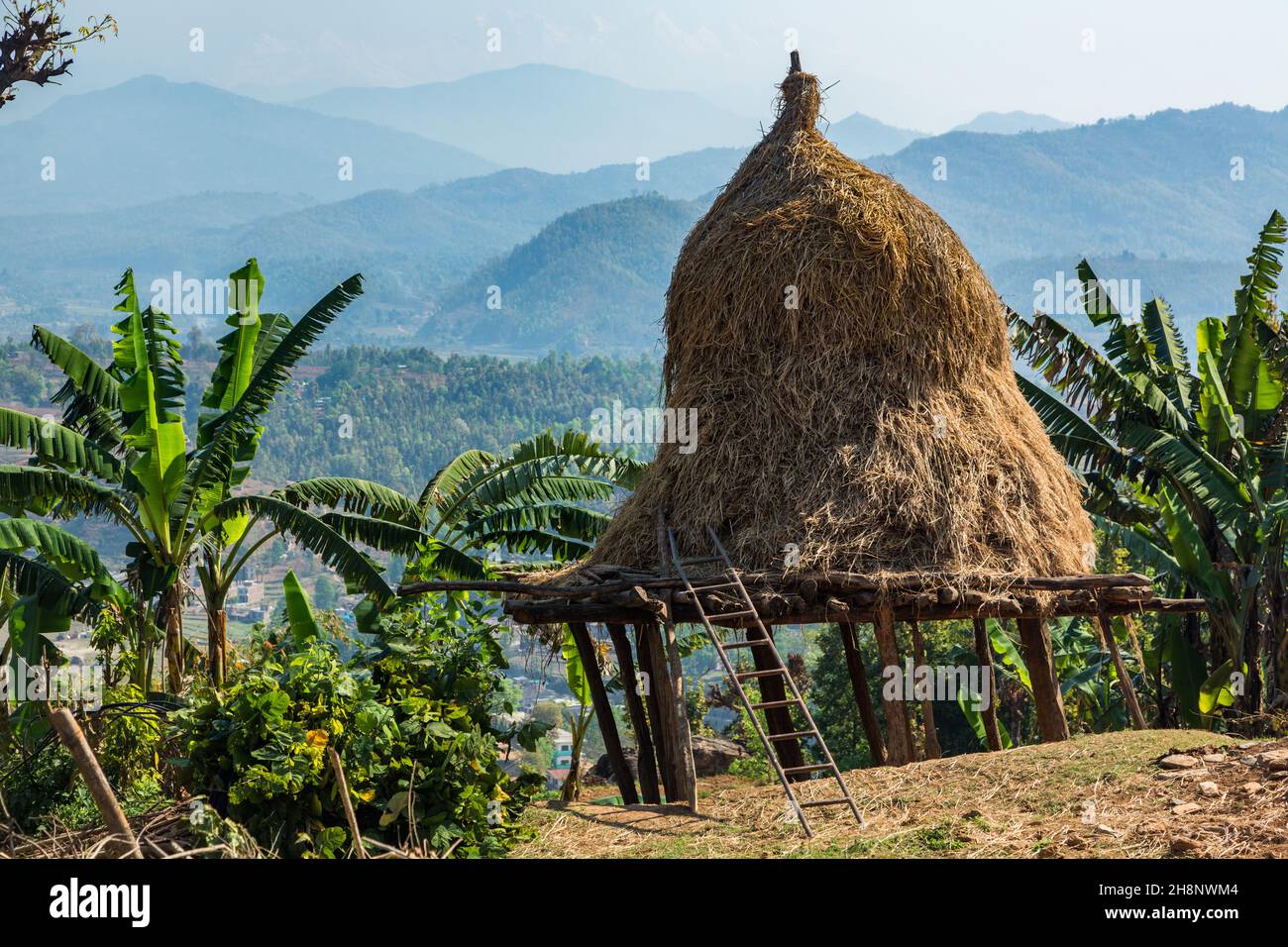 A haystack and banana plants on a farm in the hills around Bandipur ...