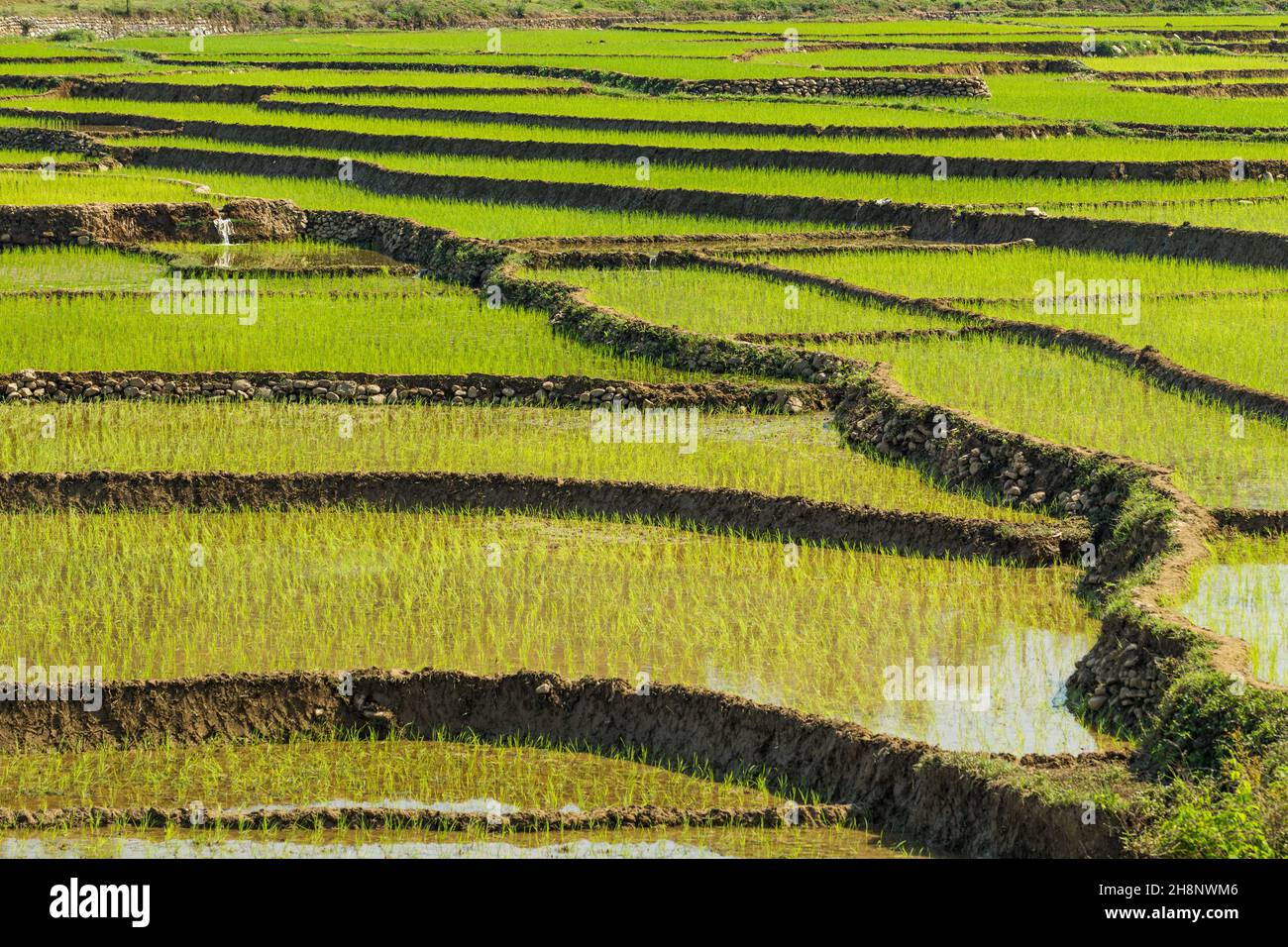 Newly planted rice growing in terraced rice paddies in central Nepal ...